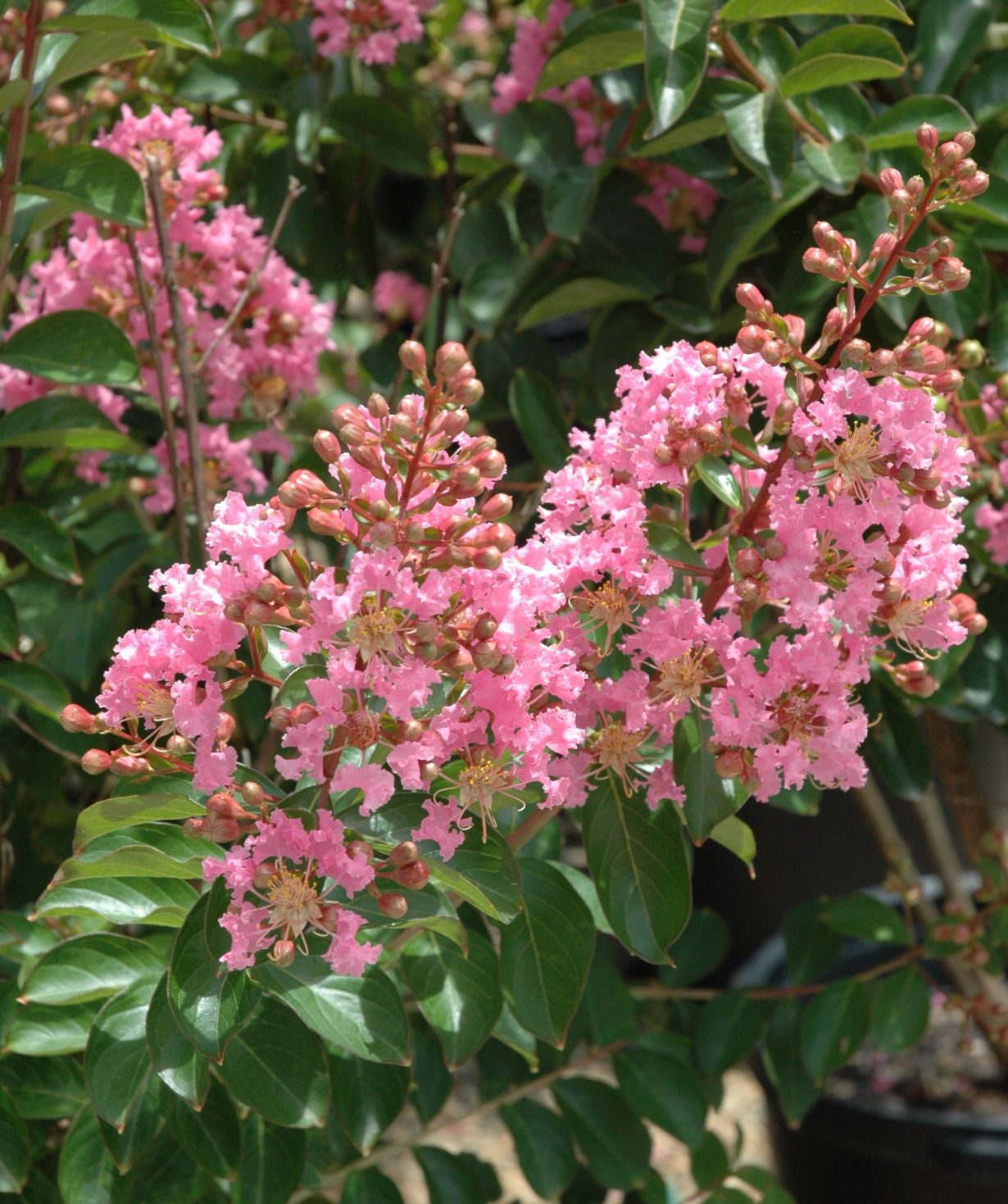 Lagerstroemia x fauriei ‘Sioux’ | Piedmont Carolina Nursery