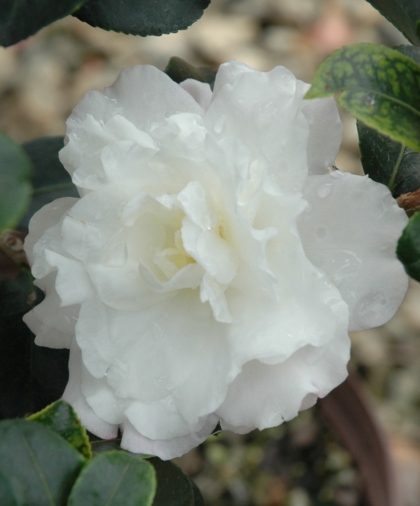 Camellia sasanqua ‘Green 94-010’ pp20454 October Magic® Snow ...
