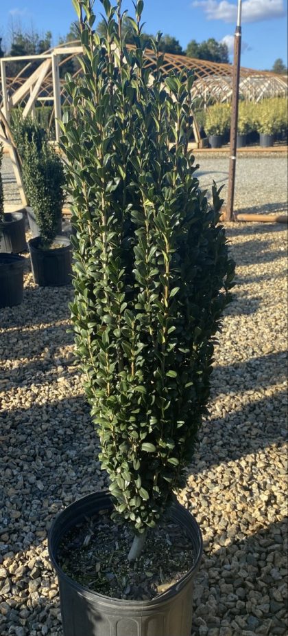 Ilex crenata ‘Sky Pencil’ – Piedmont Carolina