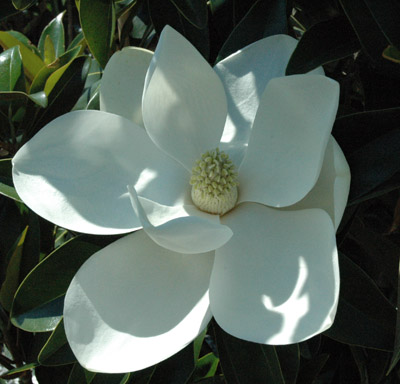 Magnolia grandiflora ‘Alta’ PP11612 – Piedmont Carolina