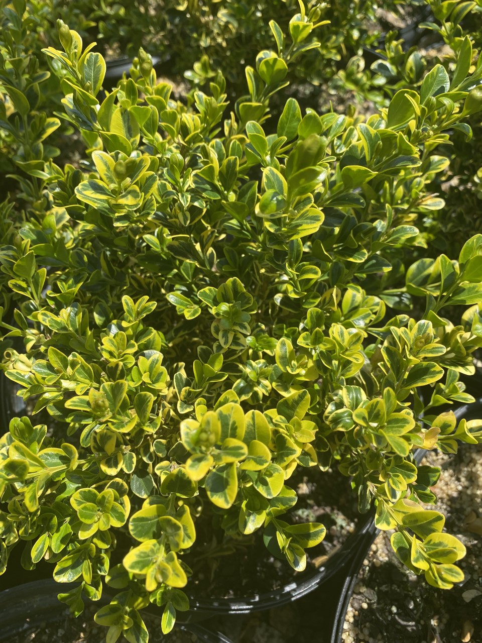 Buxus microphylla ‘Golden Triumph’ – Piedmont Carolina
