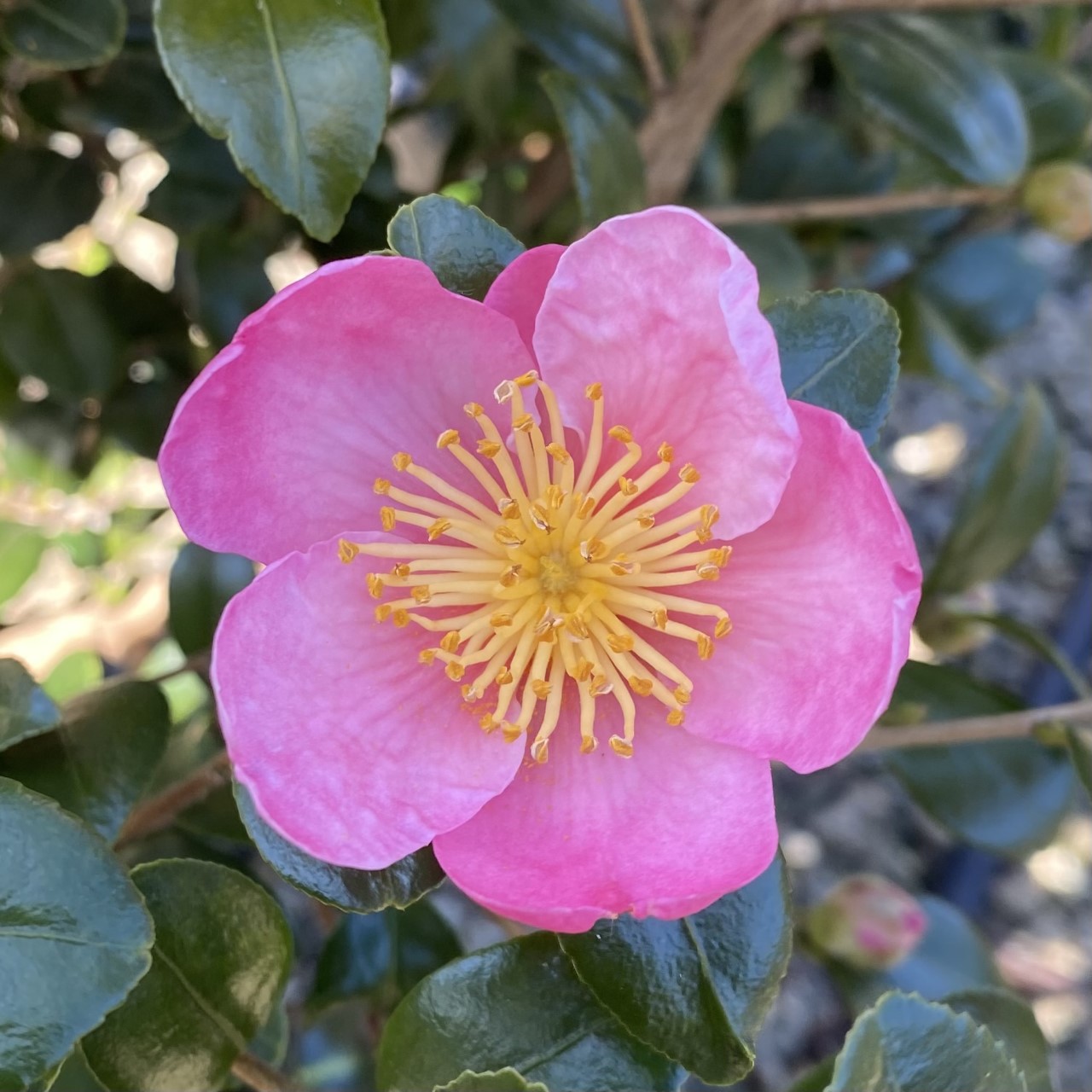 Camellia sasanqua ‘Mondel’ Pink-A-Boo® PP21687 | Piedmont Carolina Nursery